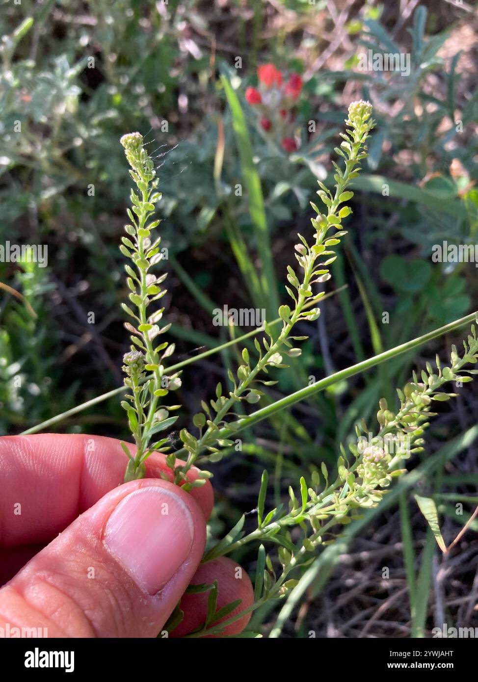 Common Peppergrass (Lepidium densiflorum Stock Photo - Alamy