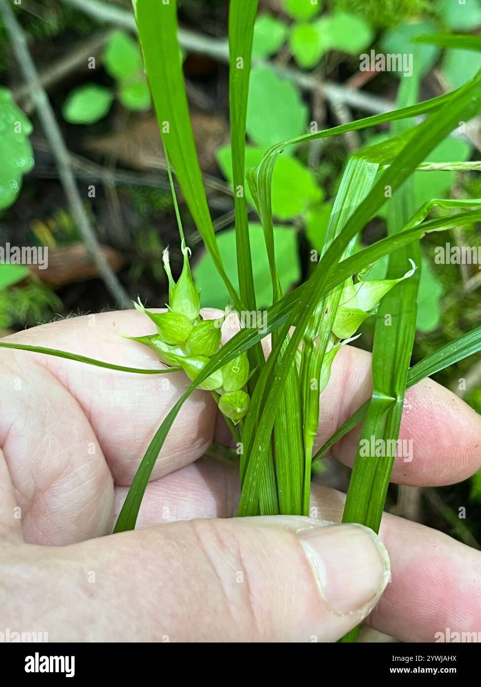 bladder sedge (Carex intumescens Stock Photo - Alamy