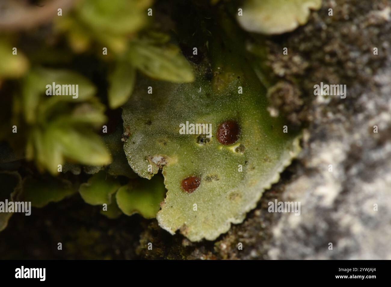 Solorina saccata hi-res stock photography and images - Alamy