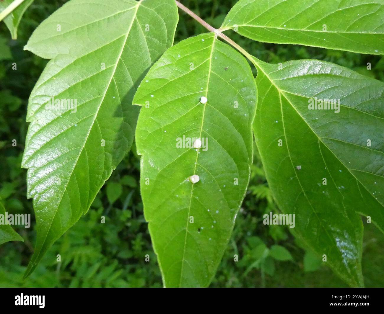 Contarinia hi-res stock photography and images - Alamy