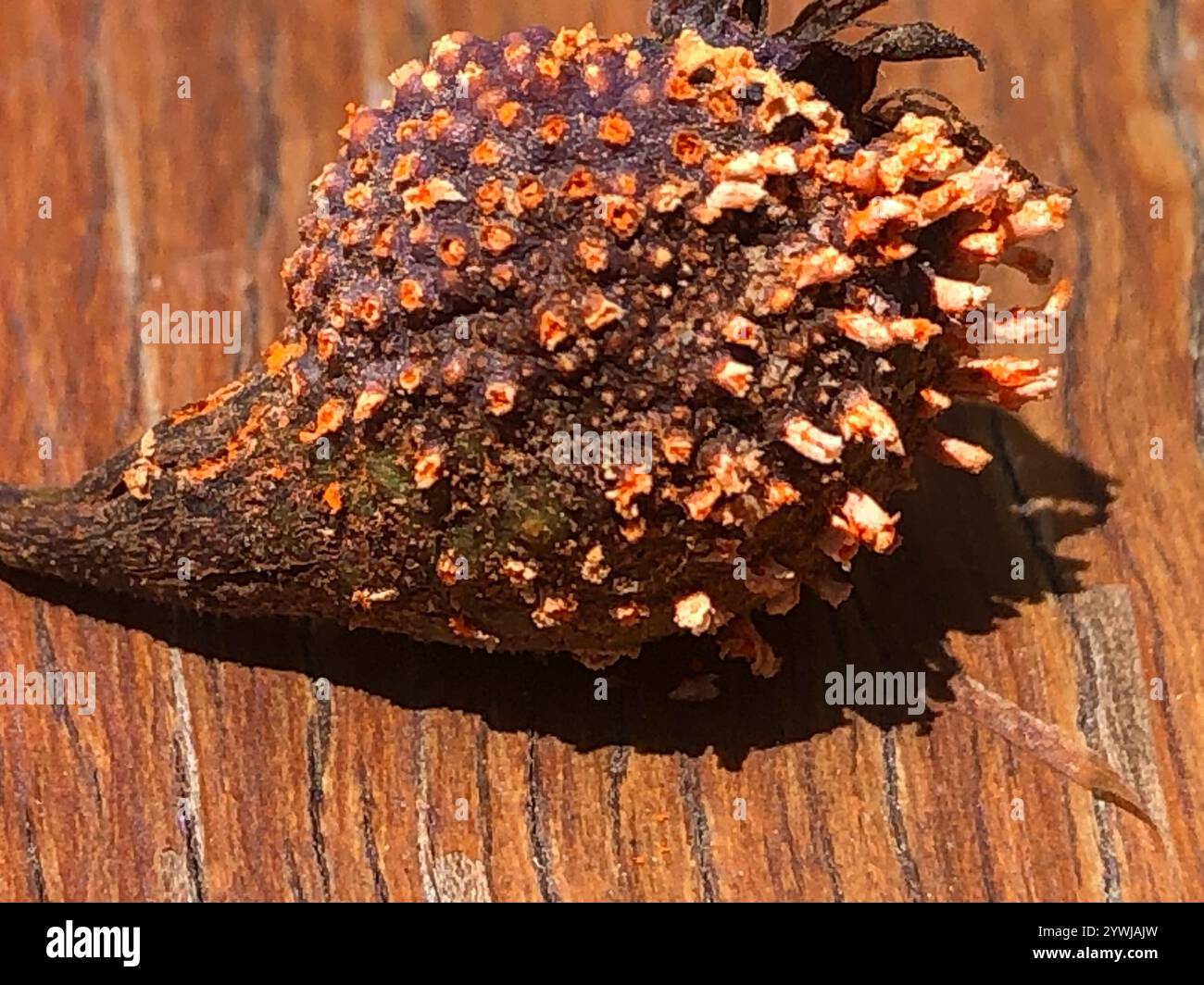 quince rust (Gymnosporangium clavipes Stock Photo - Alamy