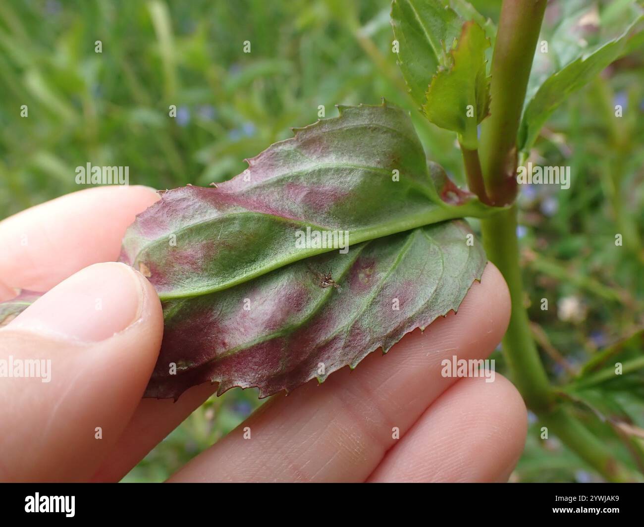 American brooklime hi-res stock photography and images - Alamy