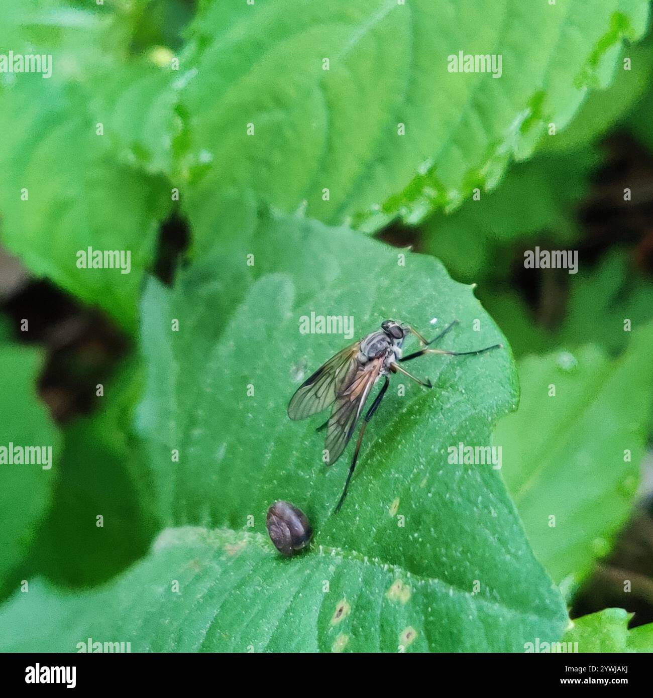 Large Fleck-winged Snipefly (Rhagio notatus Stock Photo - Alamy