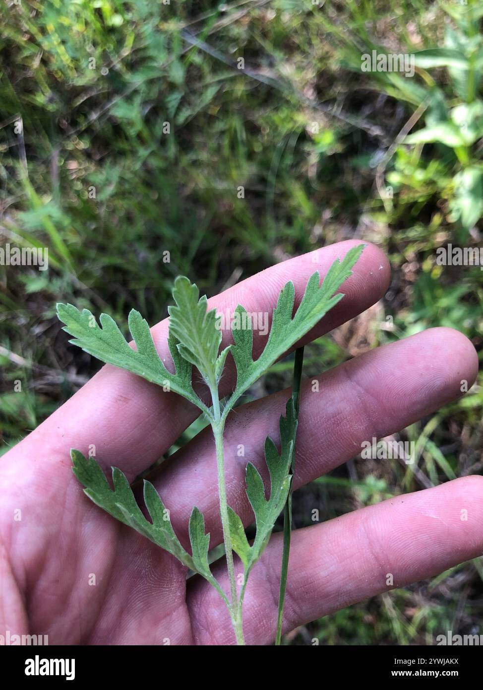 western ragweed (Ambrosia psilostachya Stock Photo - Alamy