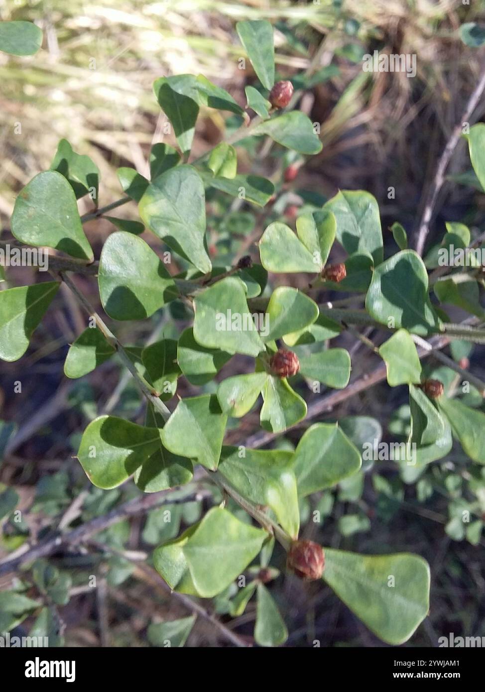 Large-leaf Bush Pea (Pultenaea daphnoides Stock Photo - Alamy