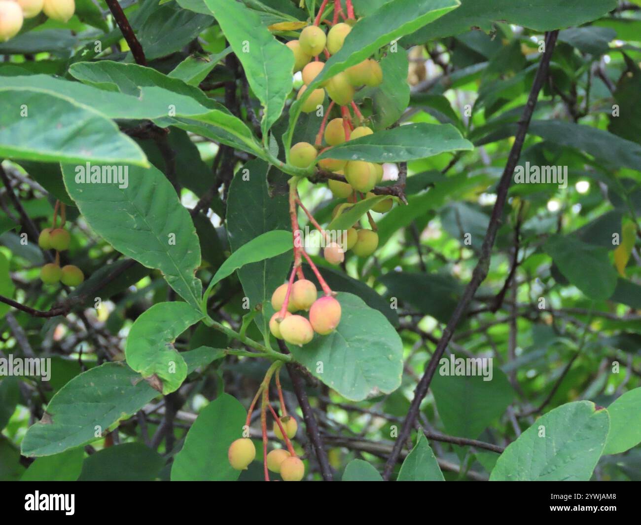 Osoberry (Oemleria cerasiformis Stock Photo - Alamy