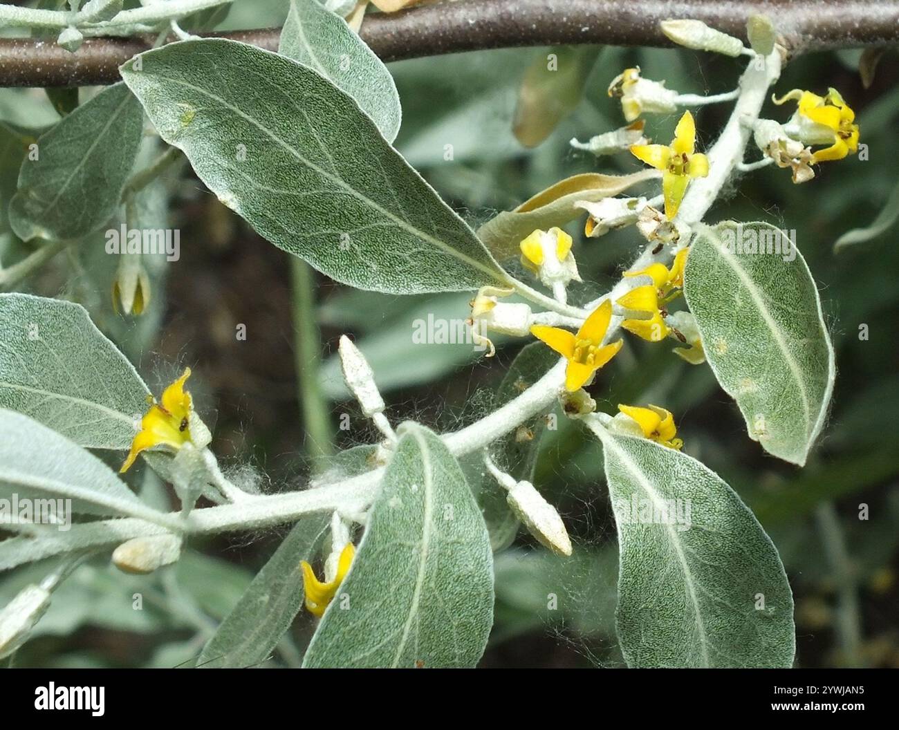 Russian olive (Elaeagnus angustifolia Stock Photo - Alamy