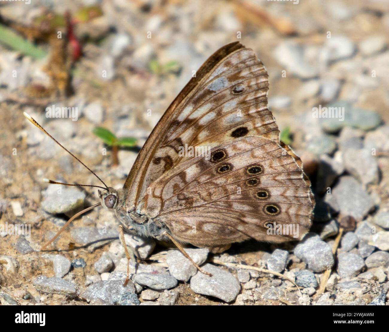 Hackberry Emperor (Asterocampa celtis Stock Photo - Alamy
