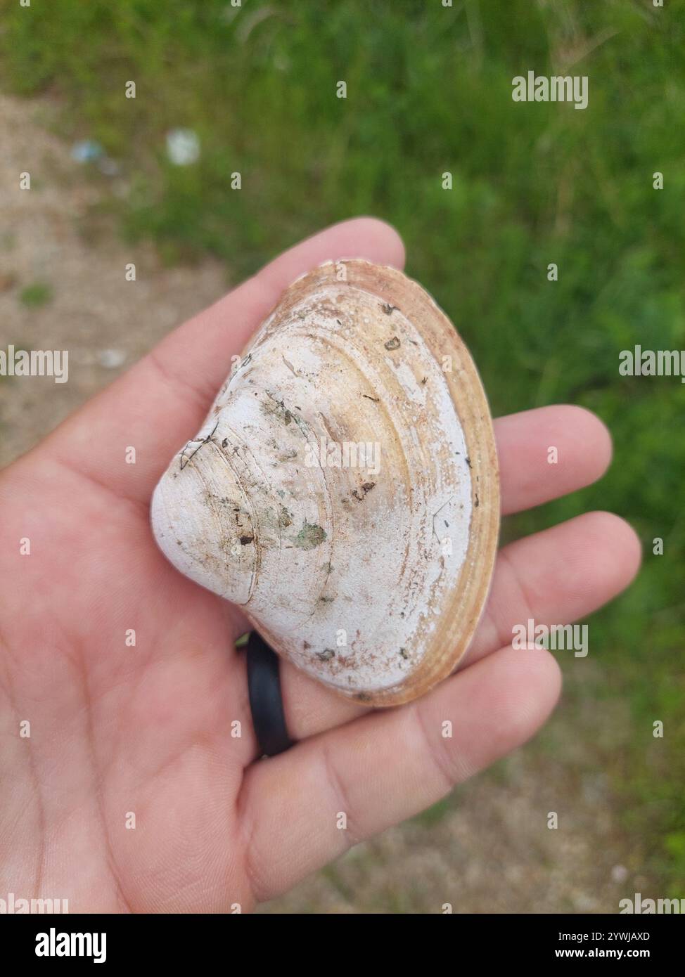 West Atlantic Surfclam (Spisula solidissima Stock Photo - Alamy