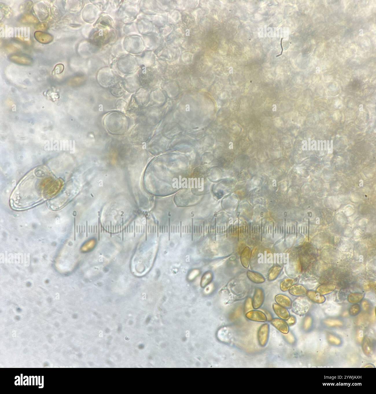 Fiber Caps (Inocybe Stock Photo - Alamy