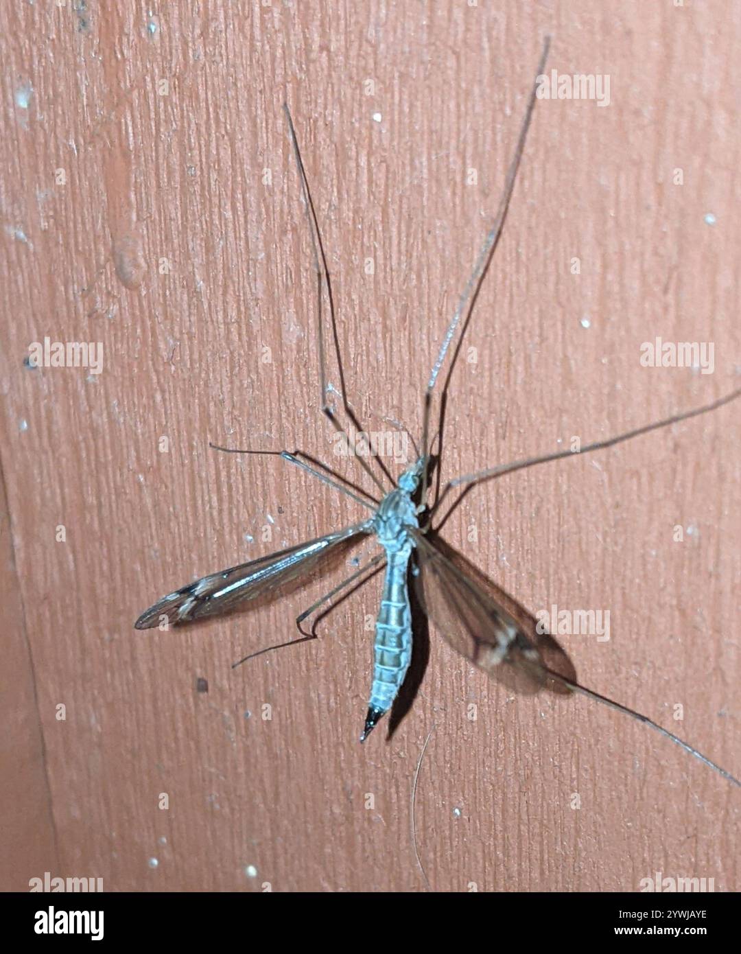 Typical Crane Flies (Tipuloidea Stock Photo - Alamy