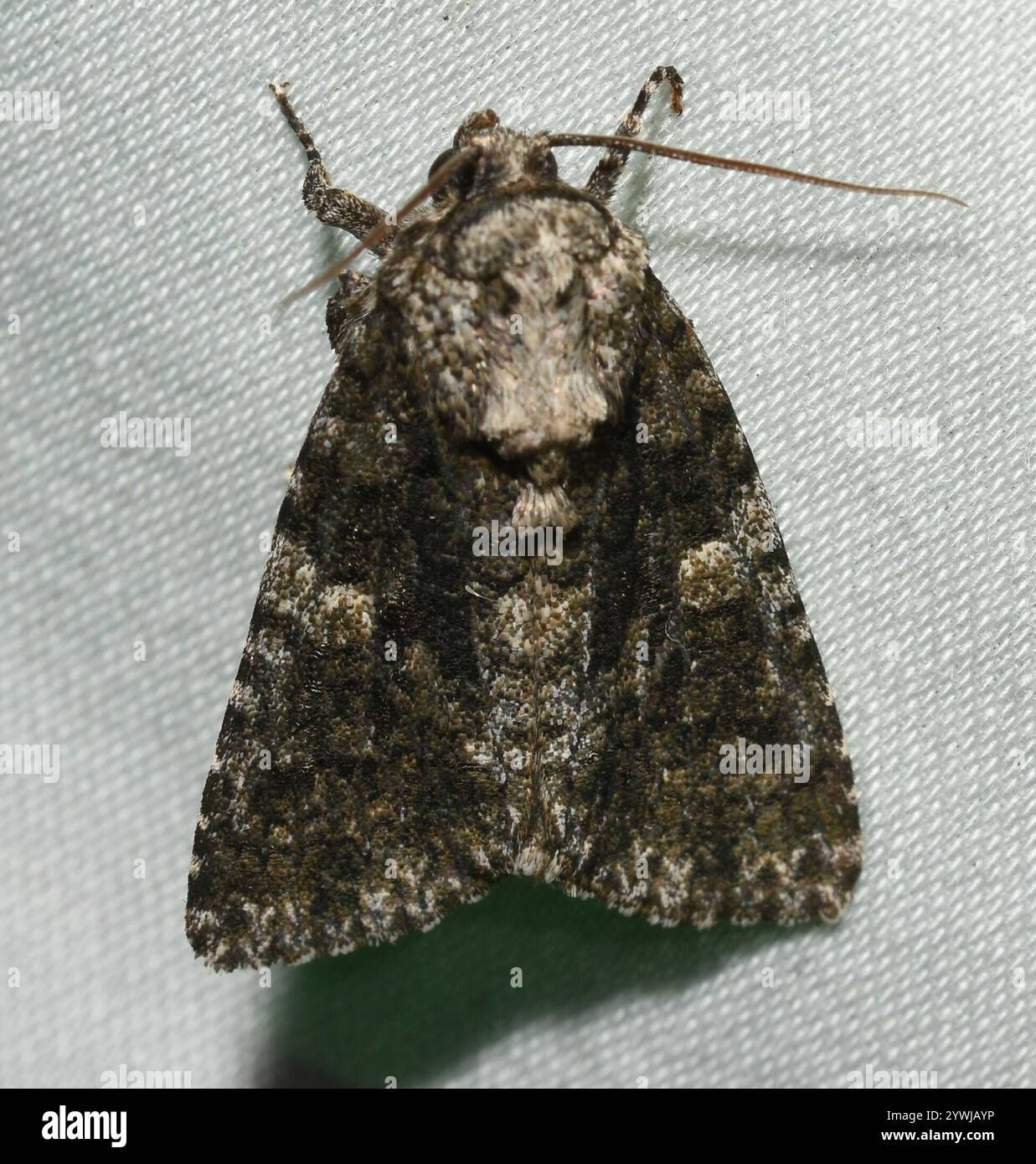 Afflicted Dagger (Acronicta afflicta Stock Photo - Alamy