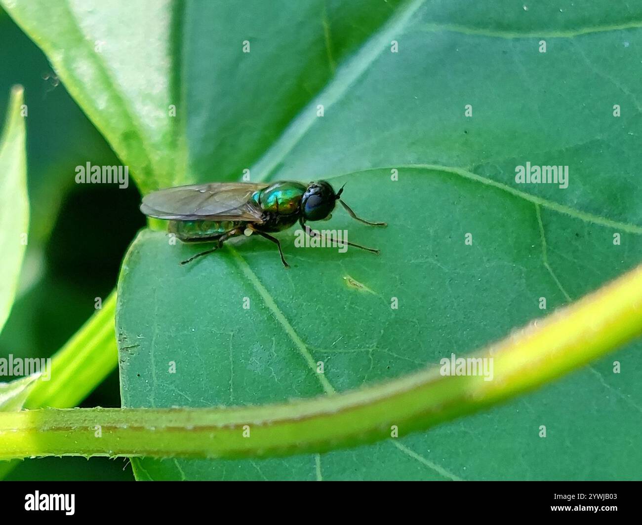 Broad Centurion Fly (Chloromyia formosa Stock Photo - Alamy