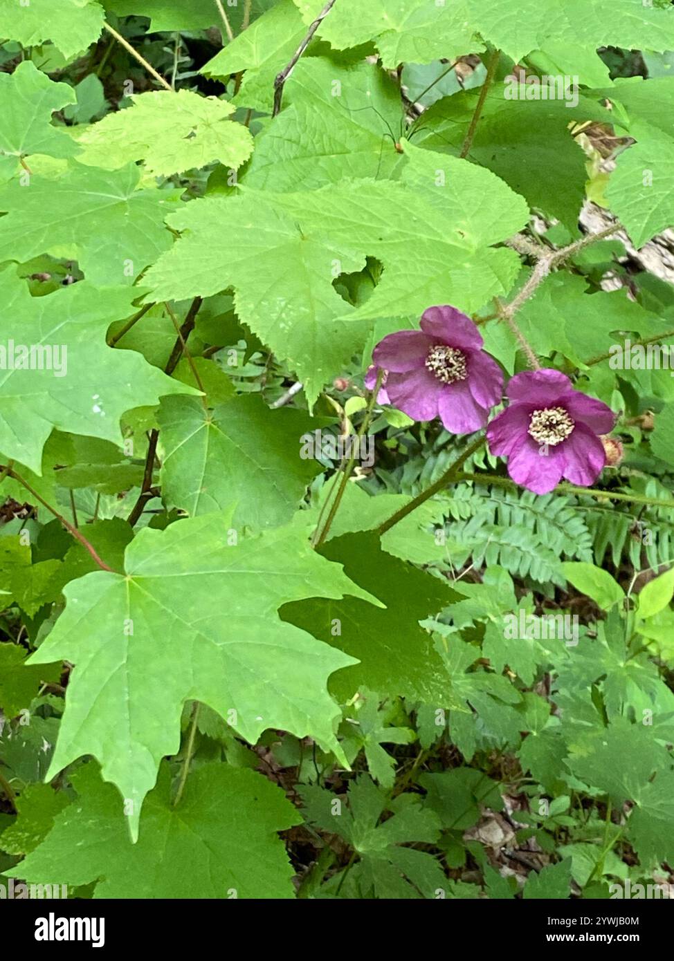 purple-flowered raspberry (Rubus odoratus Stock Photo - Alamy