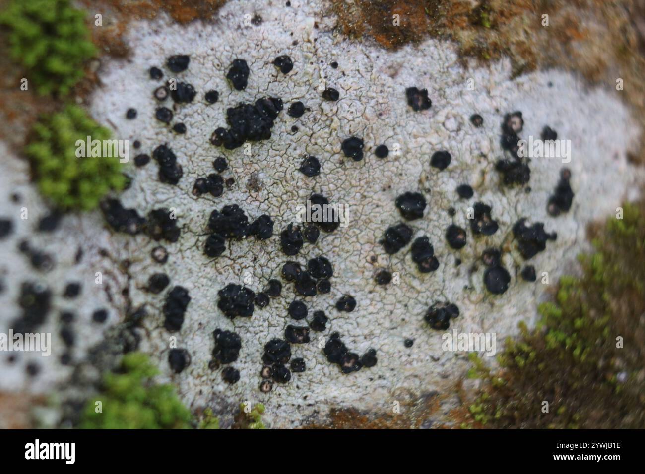 Common Button Lichen (Buellia erubescens Stock Photo - Alamy