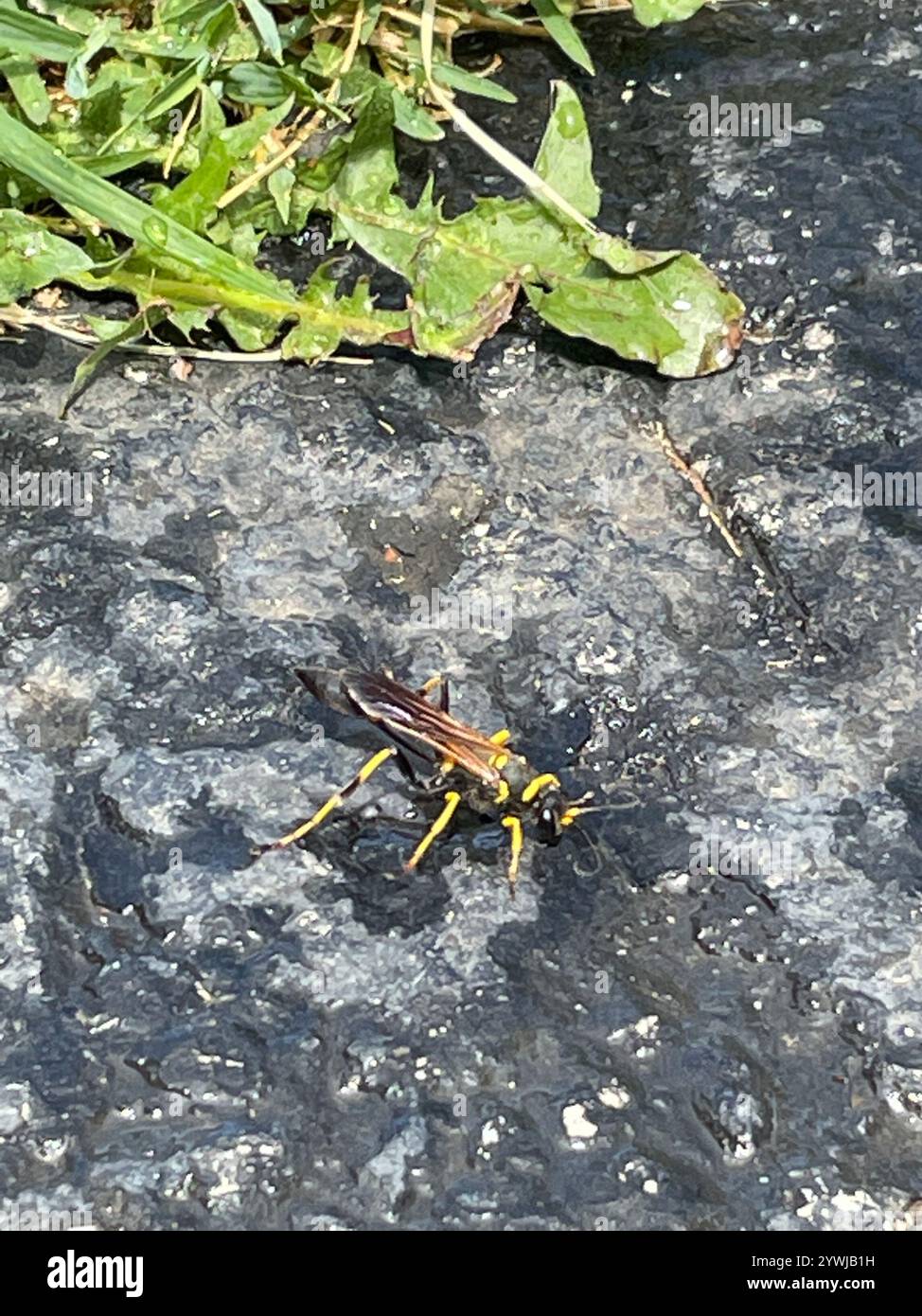 Yellow-legged Mud-dauber Wasp (Sceliphron caementarium Stock Photo - Alamy