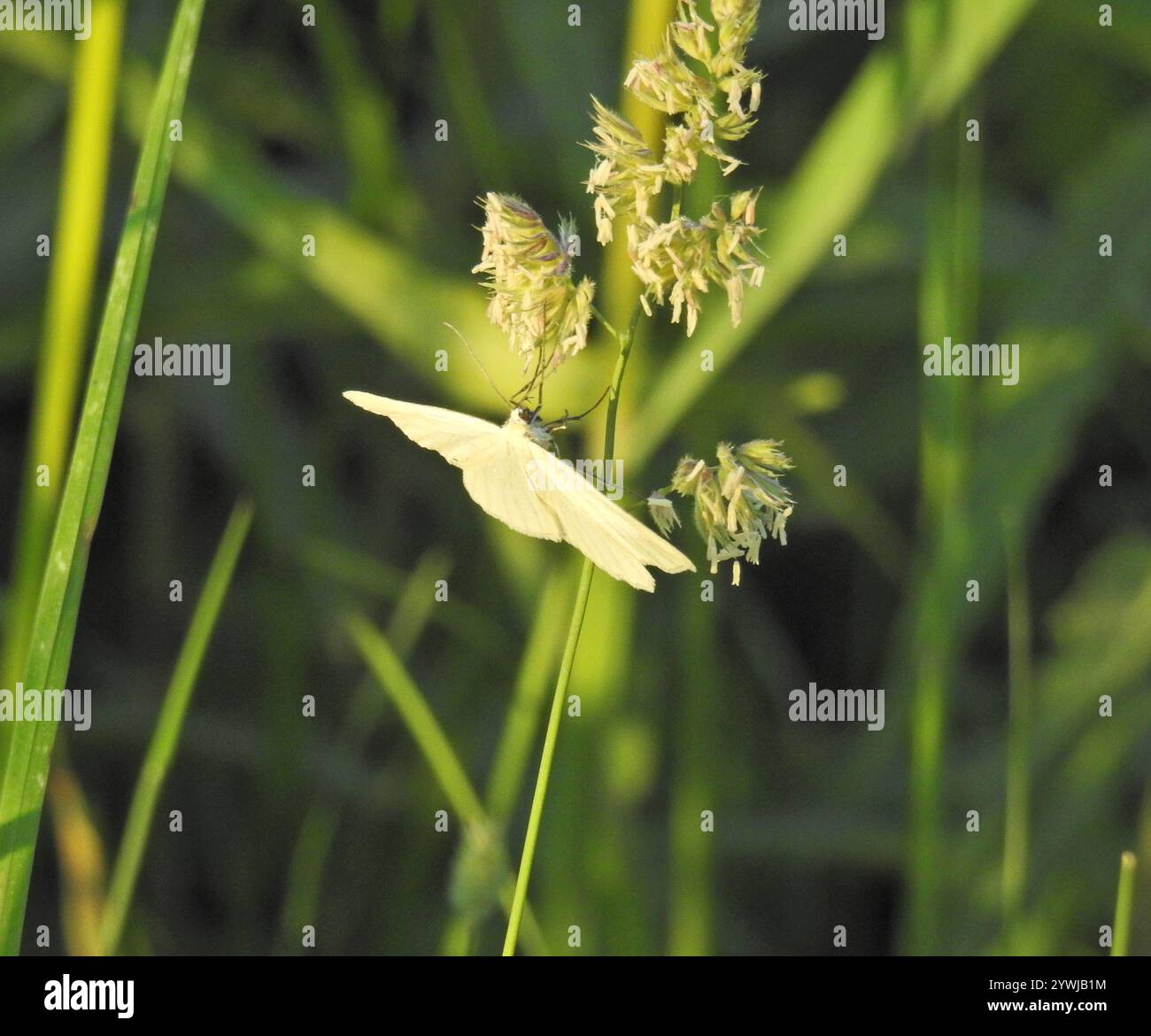 Black-veined Moth (Siona lineata Stock Photo - Alamy