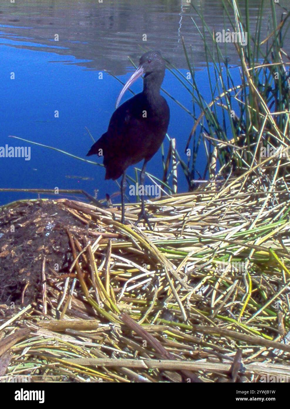 Puna Ibis (Plegadis ridgwayi Stock Photo - Alamy