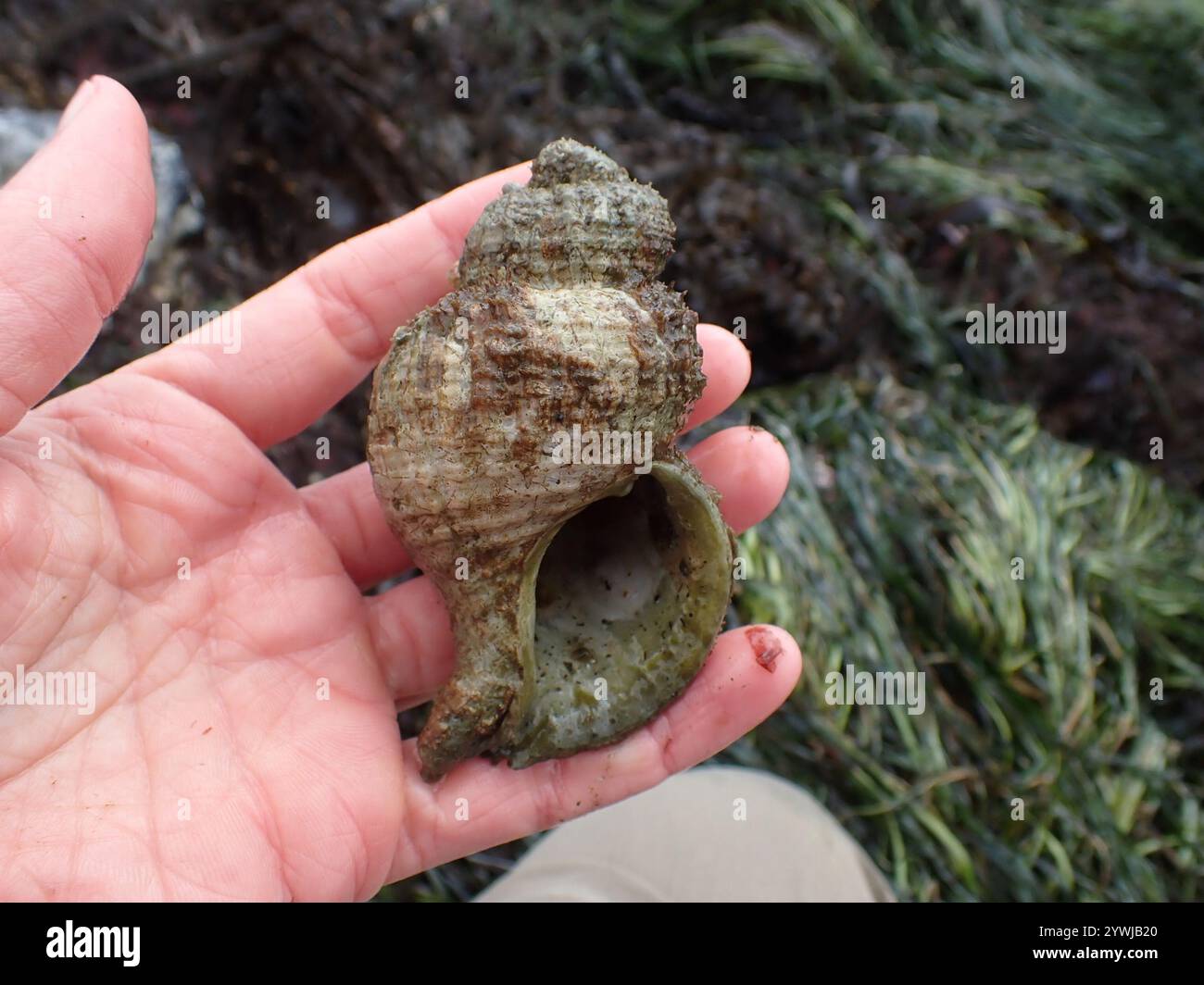 Oregon Hairy Triton Snail (Fusitriton oregonensis Stock Photo - Alamy