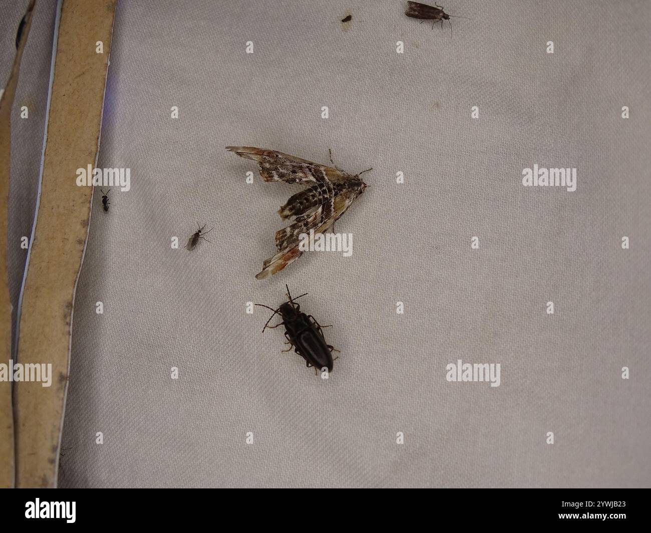 Light Marathyssa Moth (Marathyssa basalis Stock Photo - Alamy