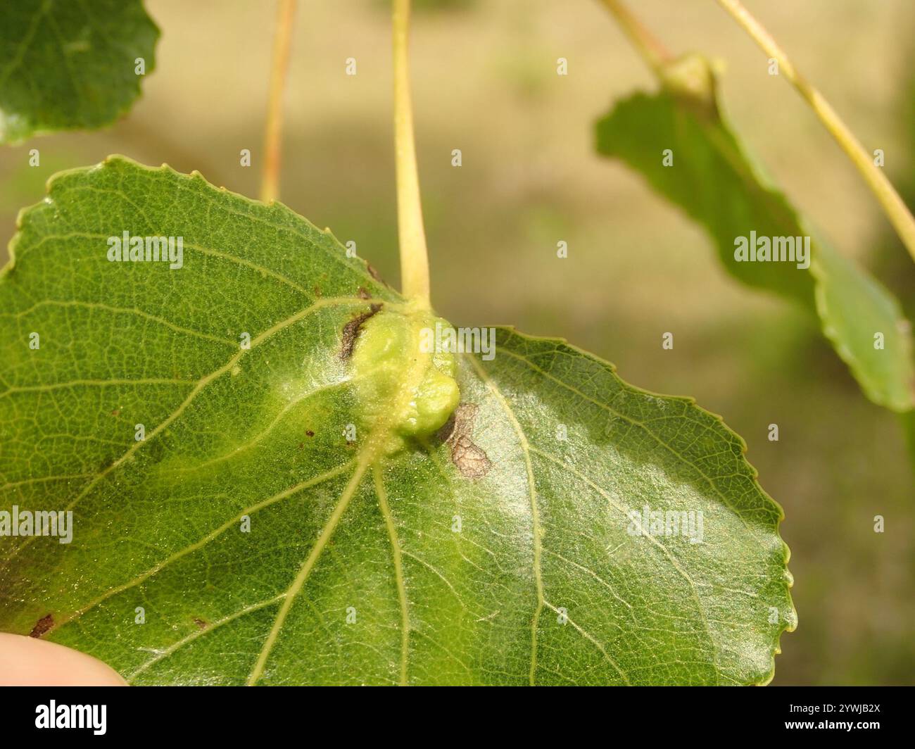 Woolly Aphids and Gall-making Aphids (Eriosomatinae Stock Photo - Alamy