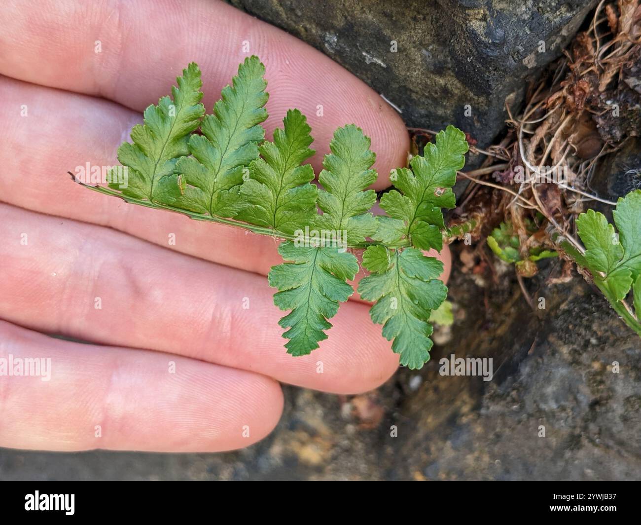 wood ferns (Dryopteris Stock Photo - Alamy