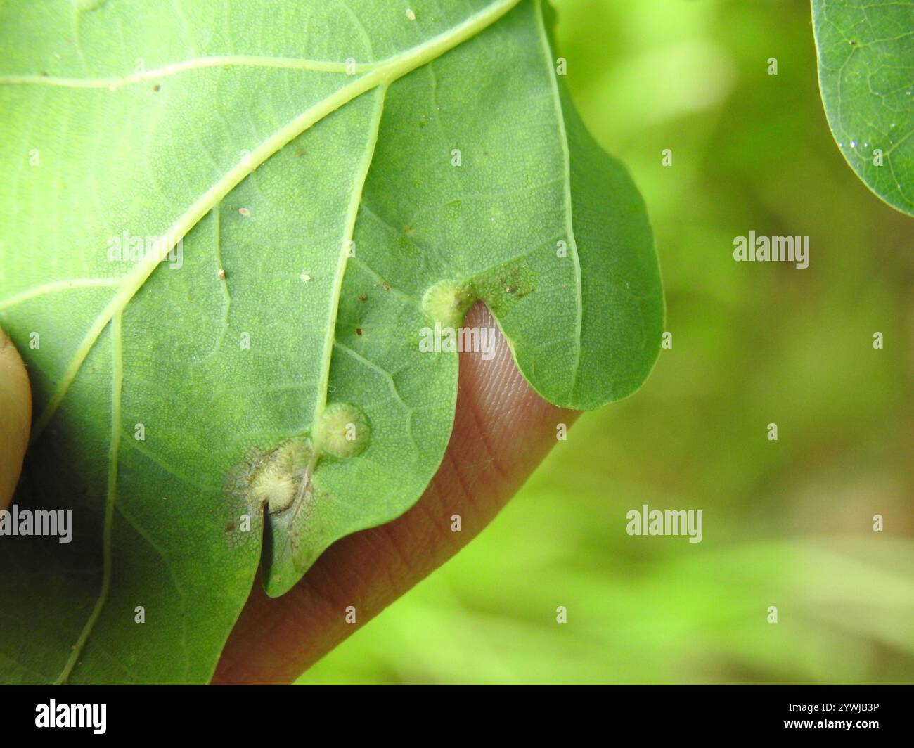 Silk-Button Spangle Gall Wasp (Neuroterus numismalis Stock Photo - Alamy