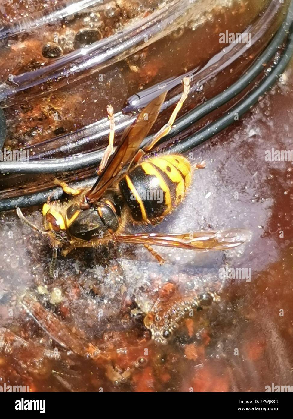 Median Wasp (Dolichovespula media Stock Photo - Alamy