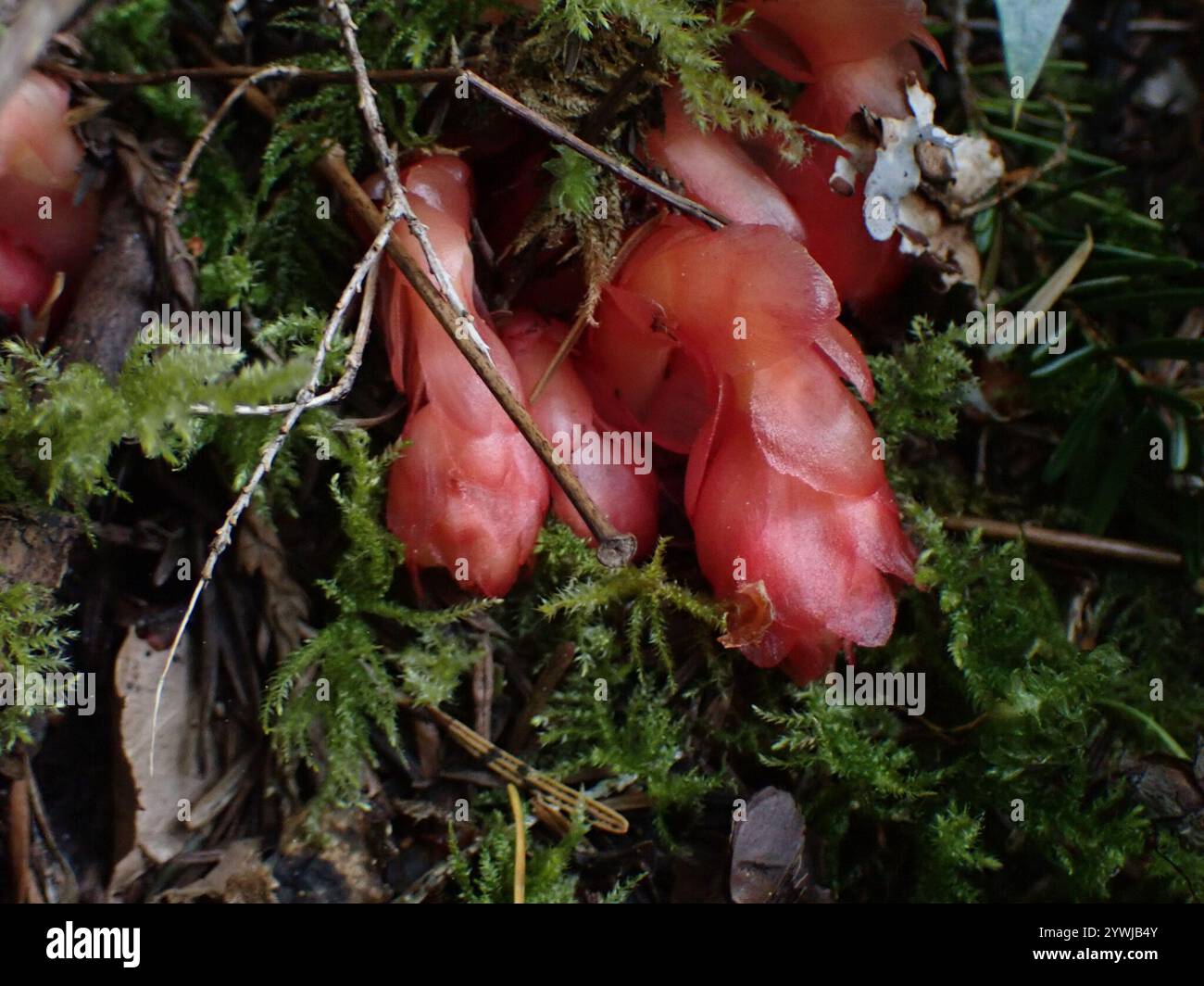 pinesap (Monotropa hypopitys Stock Photo - Alamy