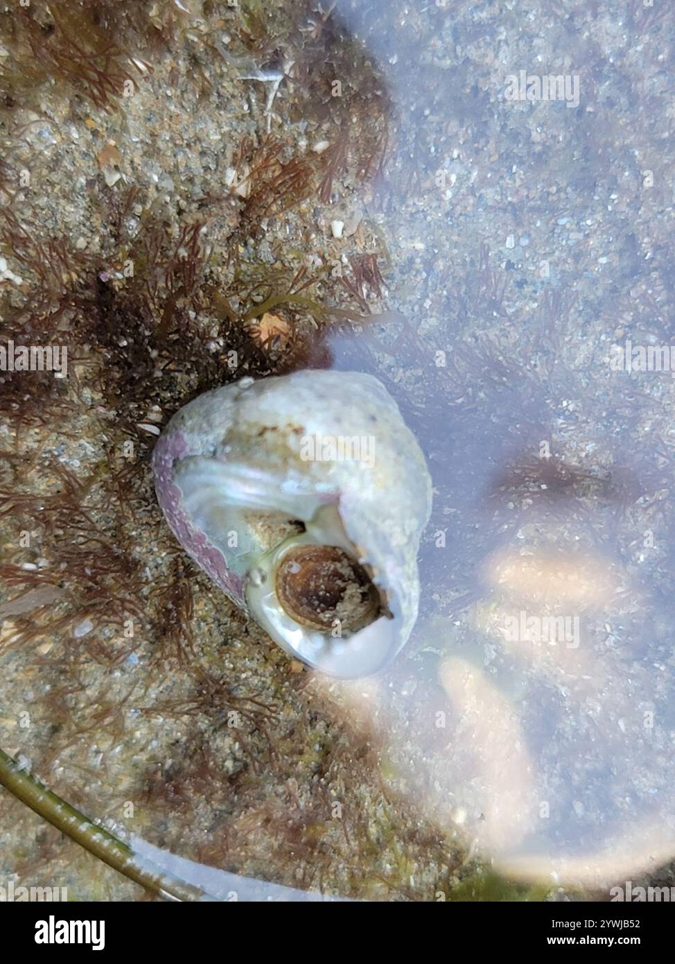 Western Banded Tegula (Tegula eiseni Stock Photo - Alamy