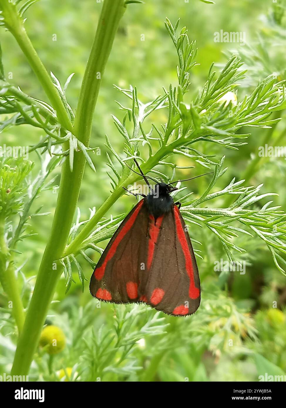 Cinnabar moth (Tyria jacobaeae Stock Photo - Alamy