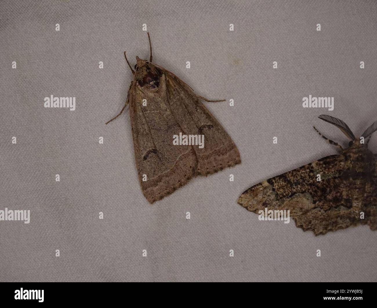 Common Oak Moth (Phoberia atomaris Stock Photo - Alamy