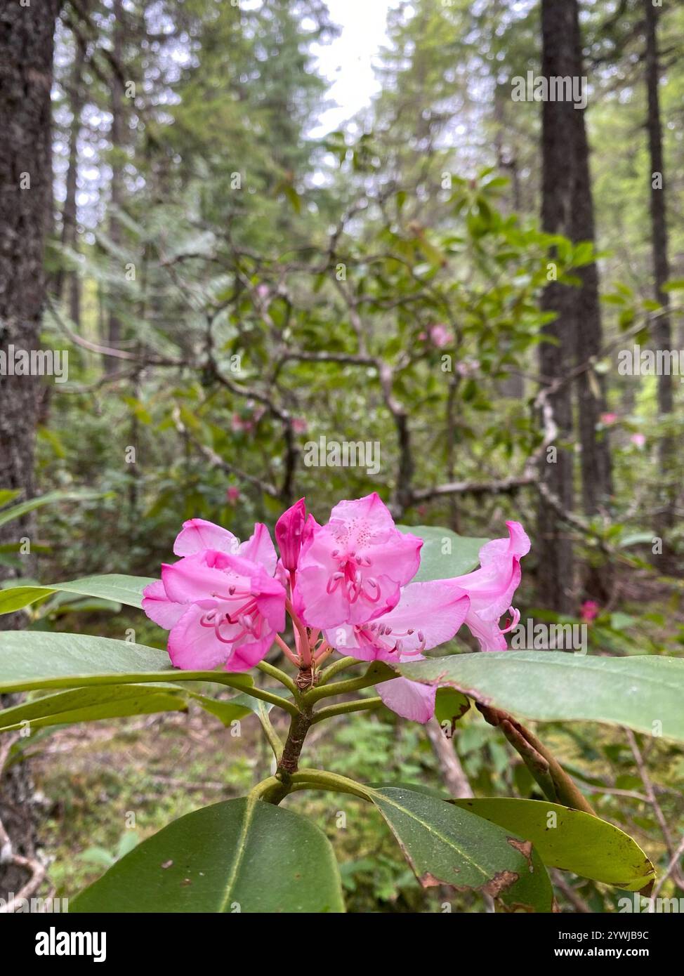 Pacific rhododendron (Rhododendron macrophyllum Stock Photo - Alamy