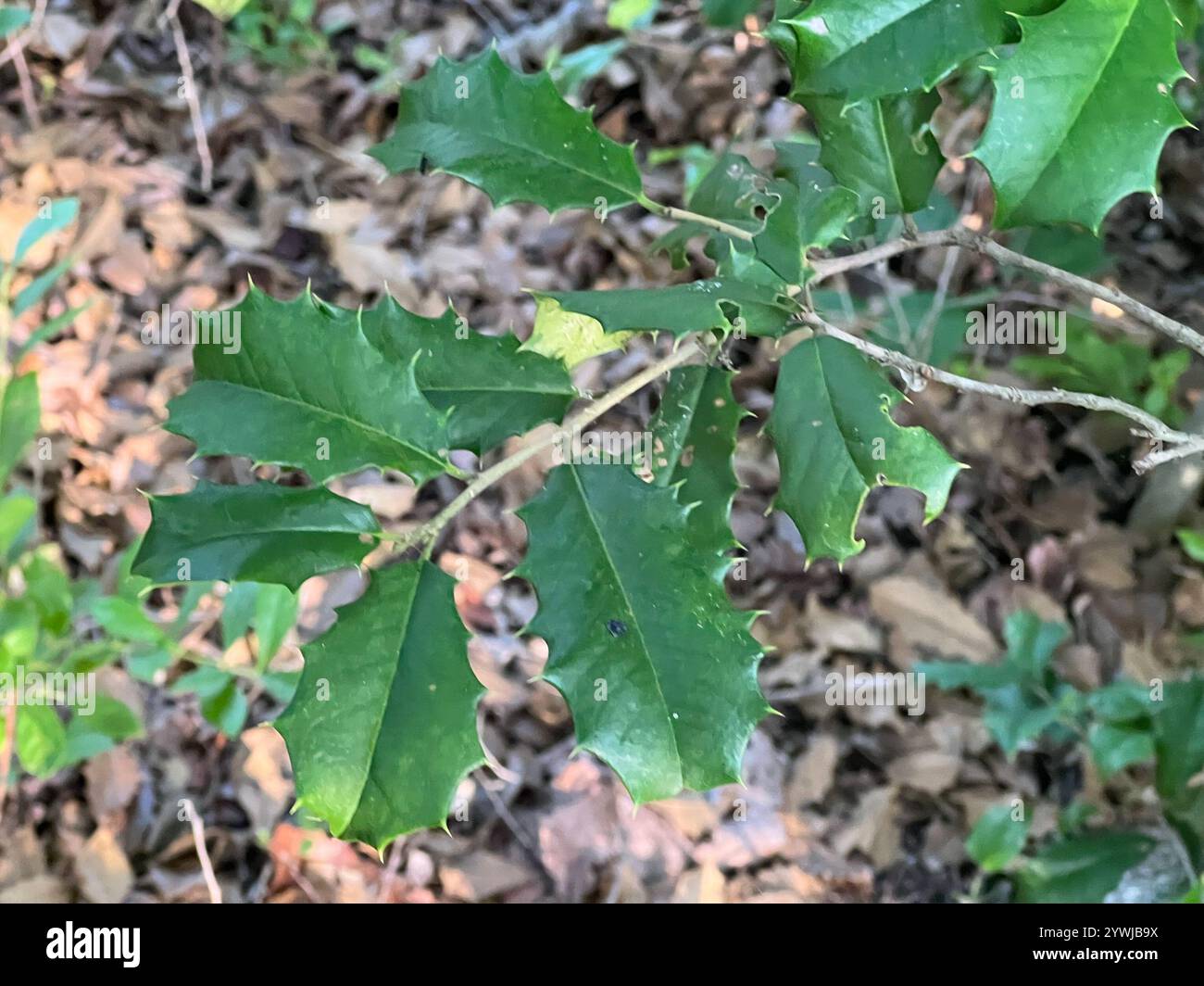 American holly (Ilex opaca Stock Photo - Alamy