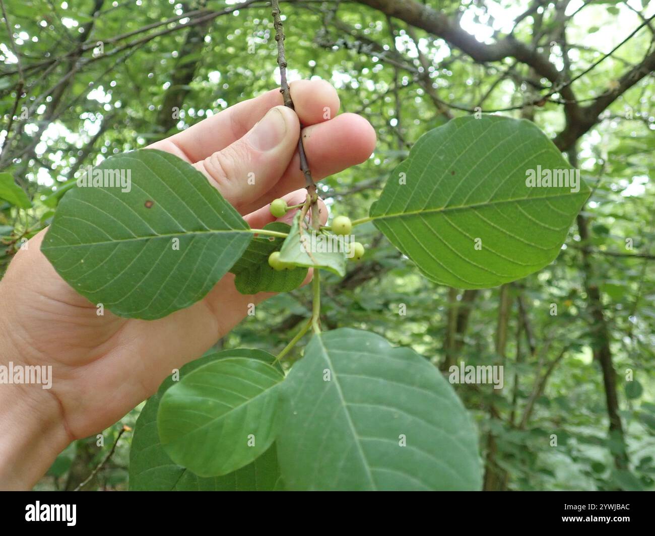 alder buckthorn (Frangula alnus Stock Photo - Alamy