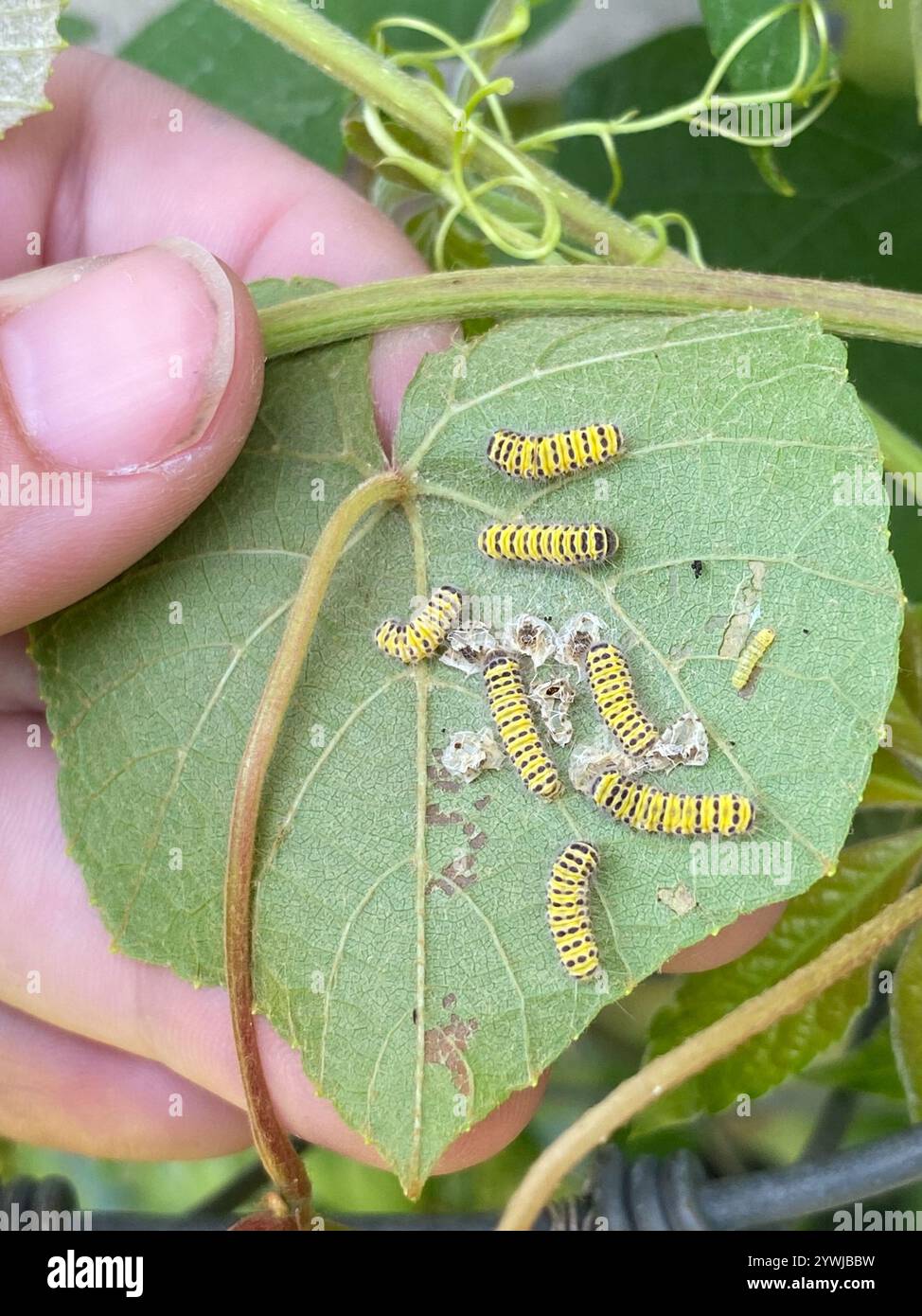 Grapeleaf Skeletonizer Moth (Harrisina americana Stock Photo - Alamy