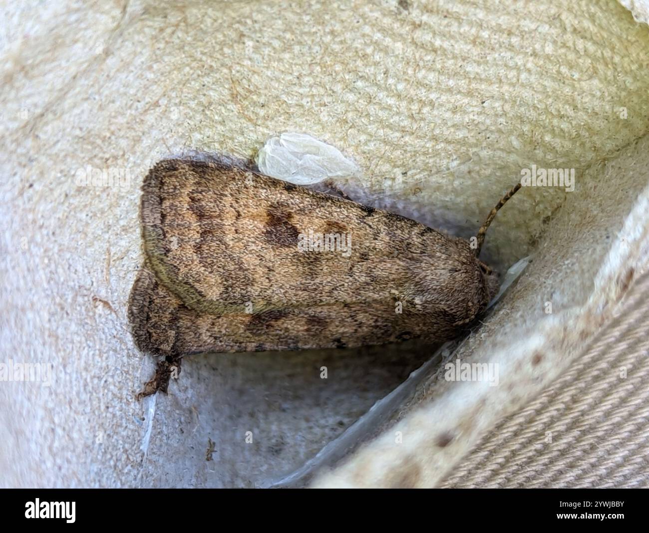 Mottled Rustic (Caradrina morpheus Stock Photo - Alamy