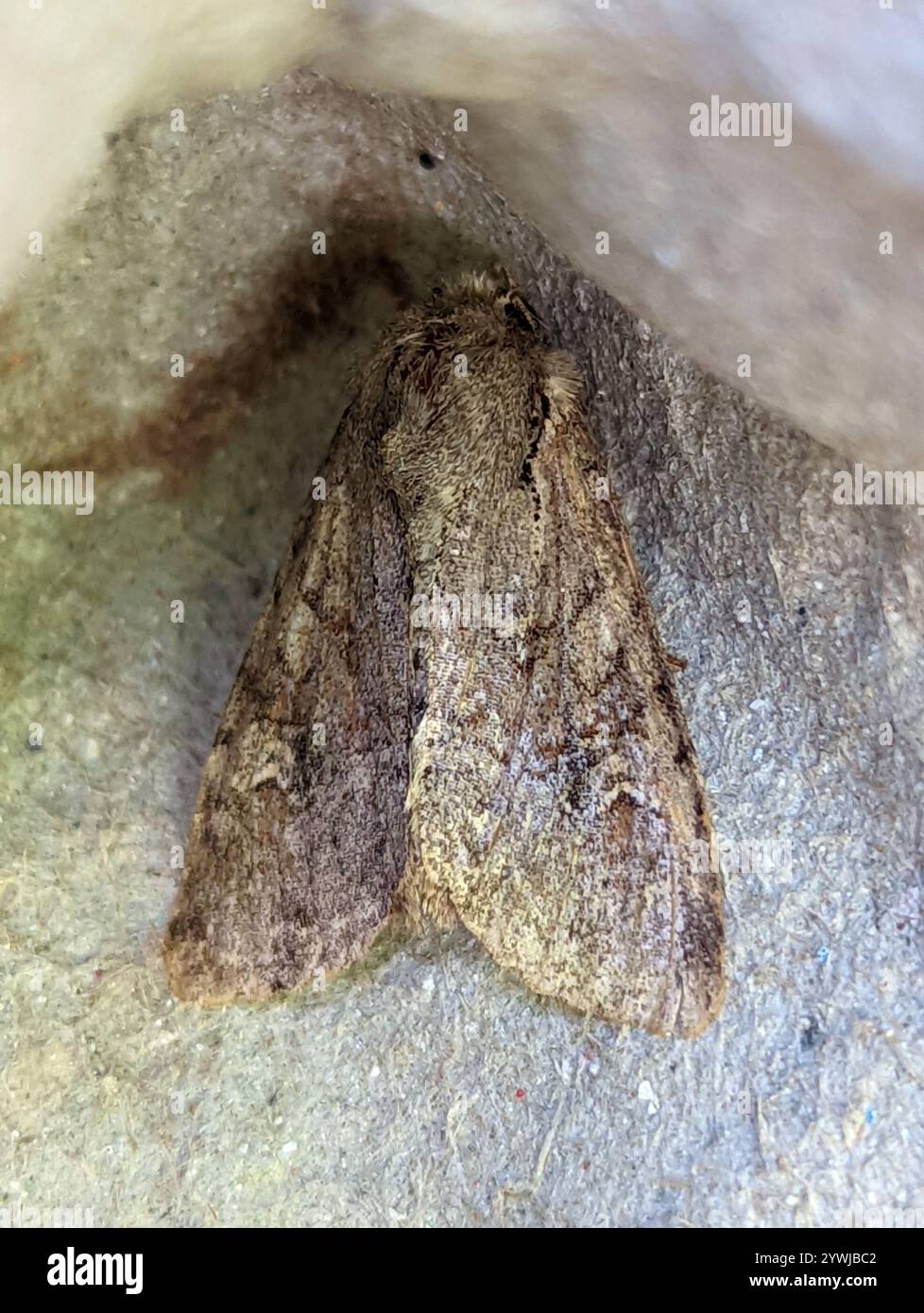 Sordens hi-res stock photography and images - Alamy