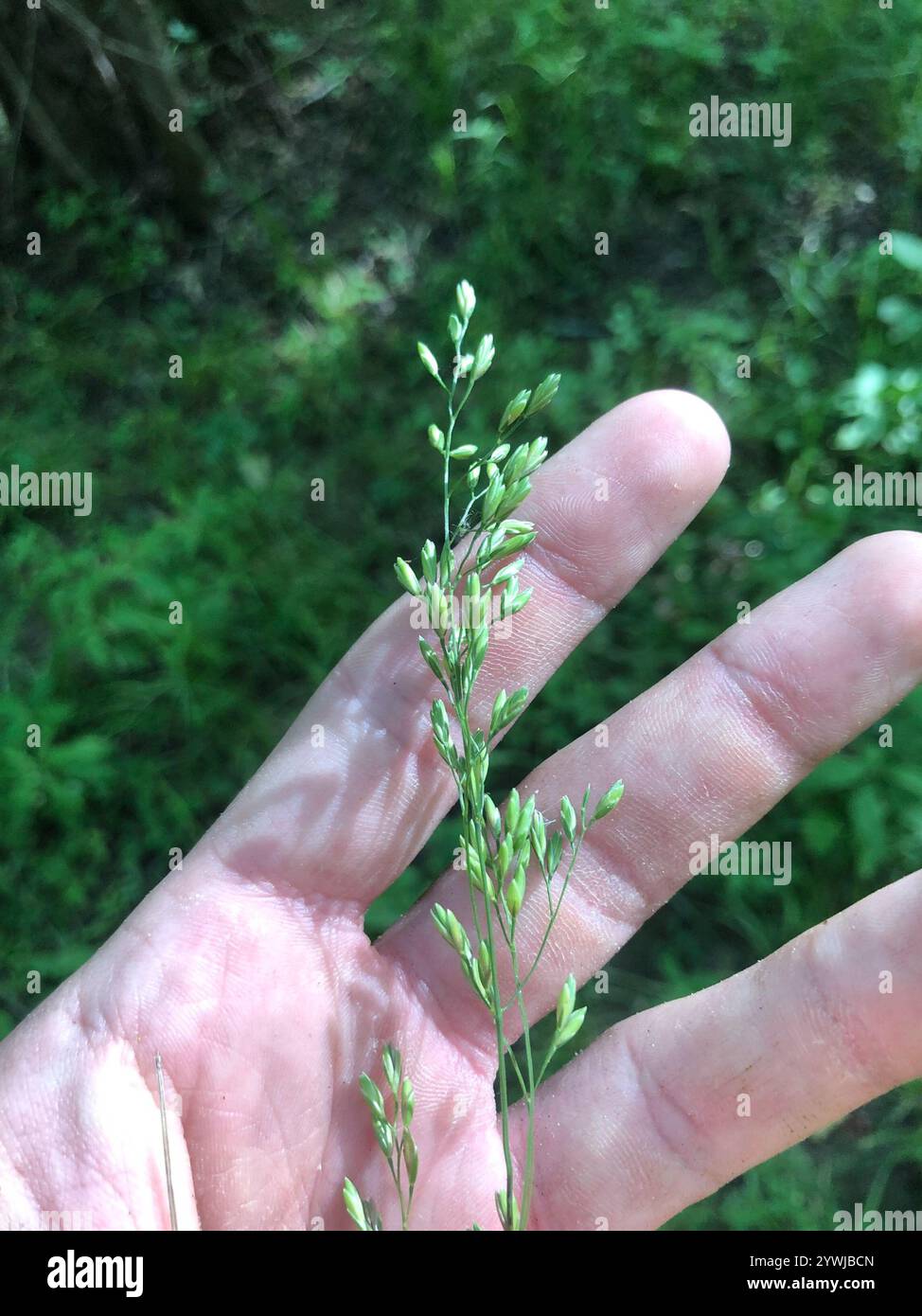 Clustered Fescue (Festuca paradoxa Stock Photo - Alamy