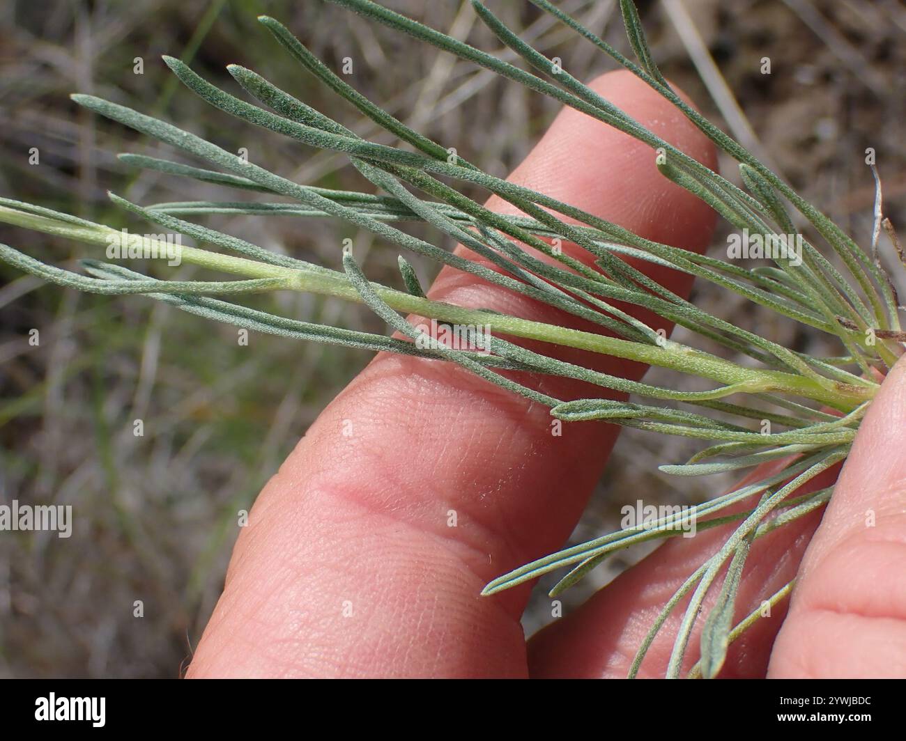 Desert Yellow Fleabane (Erigeron linearis Stock Photo - Alamy