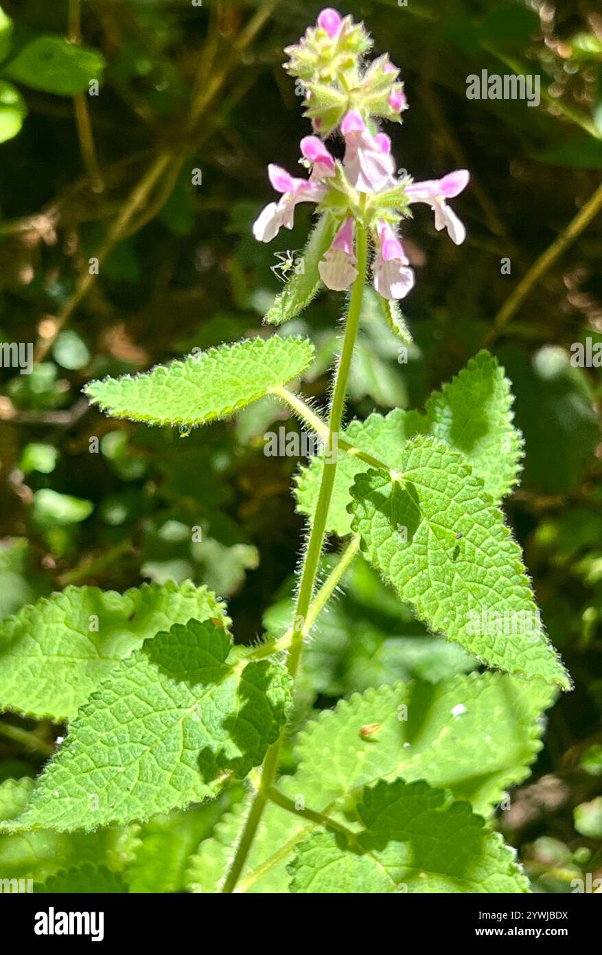 California Hedge Nettle (Stachys bullata Stock Photo - Alamy