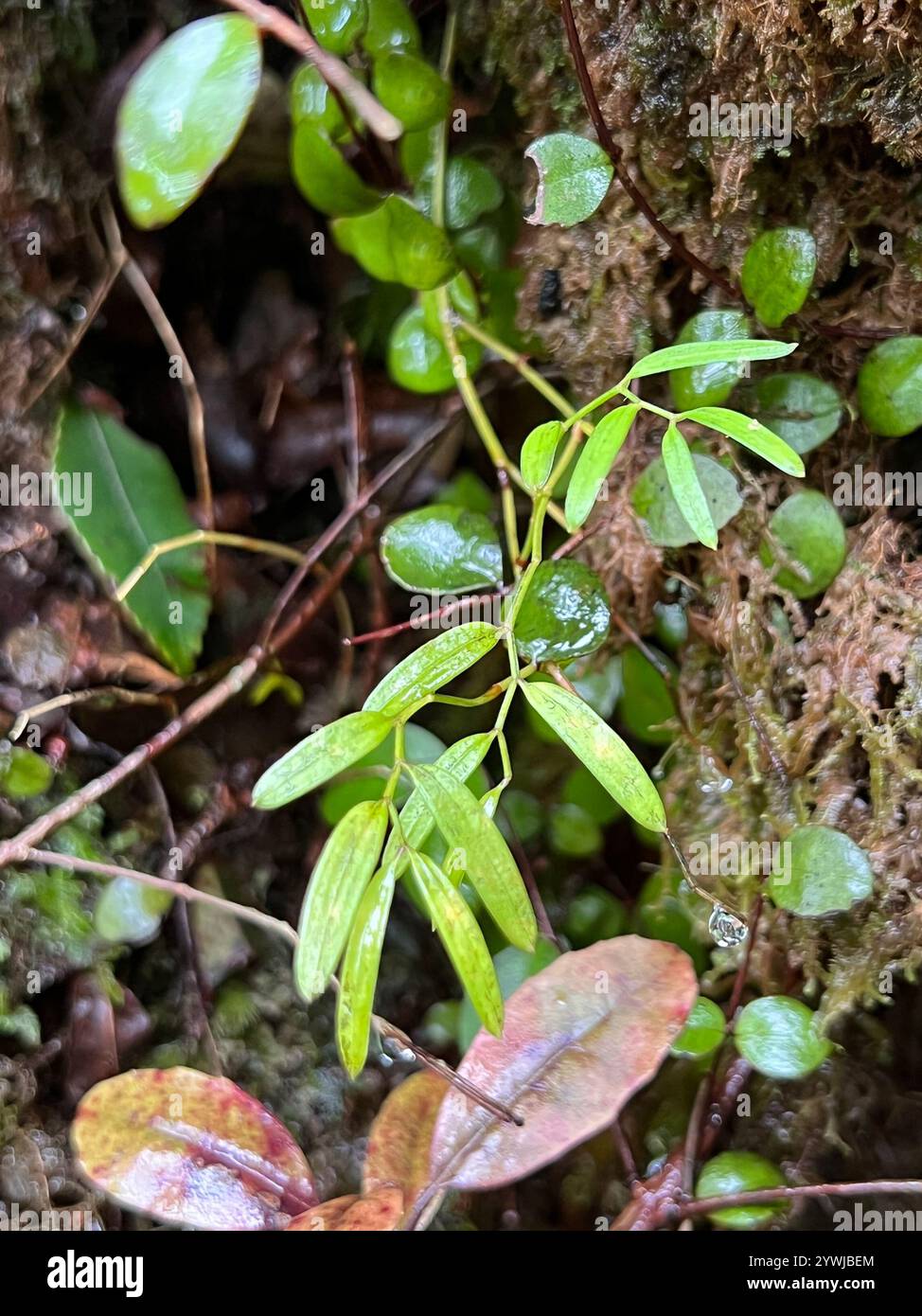 Lantern Berry (Luzuriaga parviflora Stock Photo - Alamy