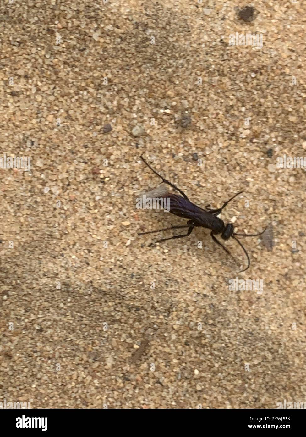 Blue-black Spider Wasps (Anoplius Stock Photo - Alamy
