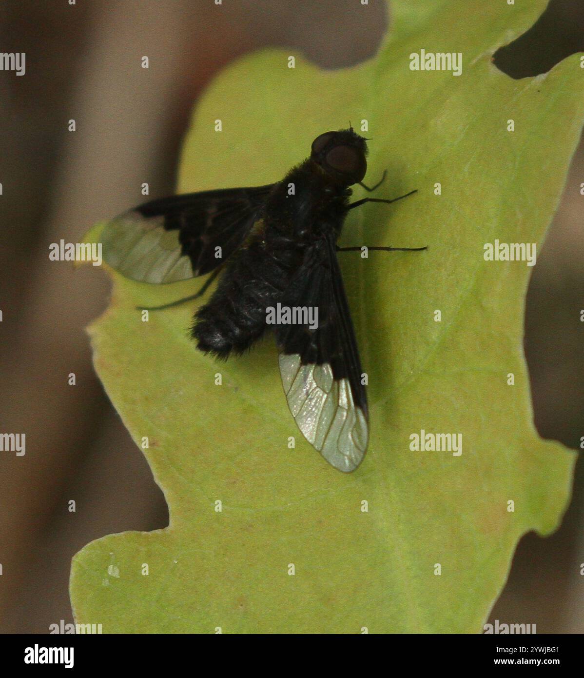 Black Banded Bee Fly (Hemipenthes morio Stock Photo - Alamy