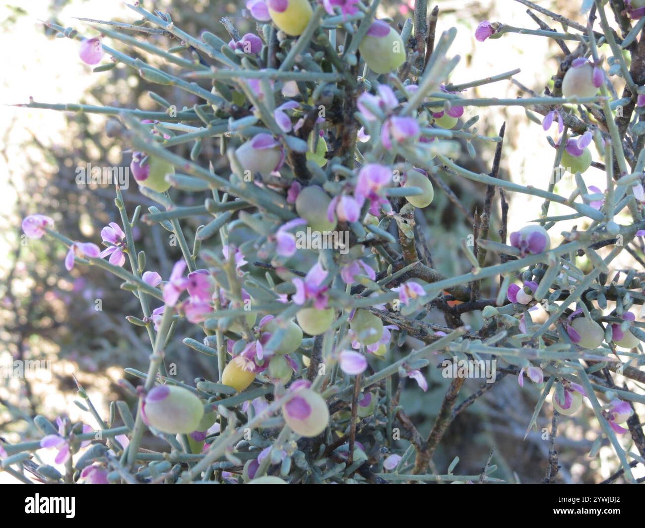 tortoise berry (Muraltia spinosa Stock Photo - Alamy