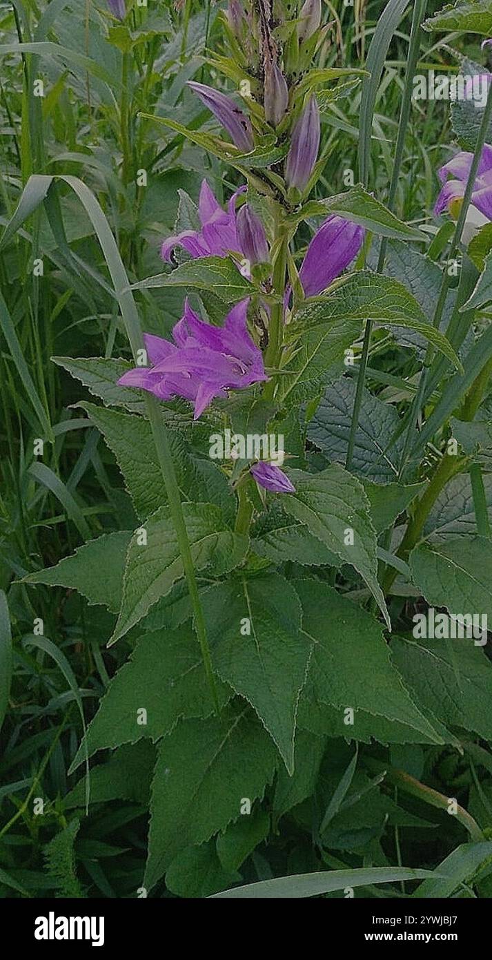 Giant Bellflower (Campanula latifolia Stock Photo - Alamy