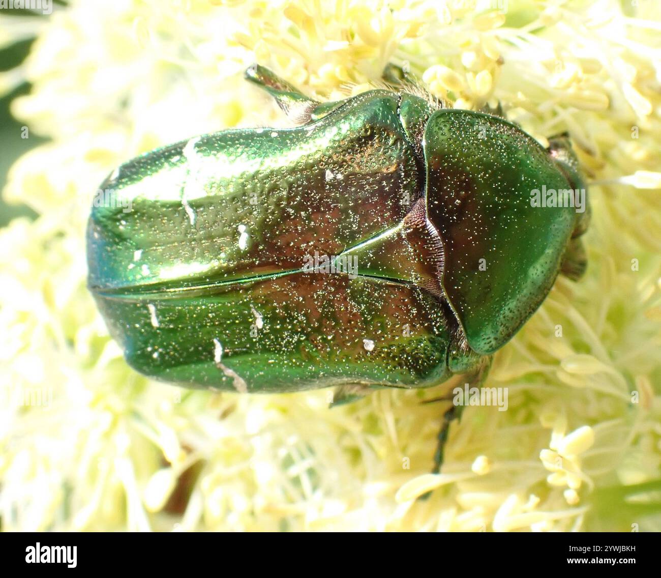 European Rose Chafer (Cetonia aurata Stock Photo - Alamy