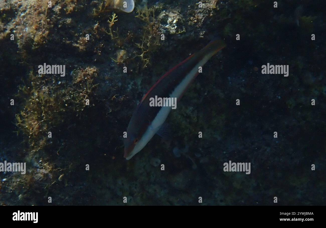 Mediterranean Rainbow Wrasse (Coris julis Stock Photo - Alamy