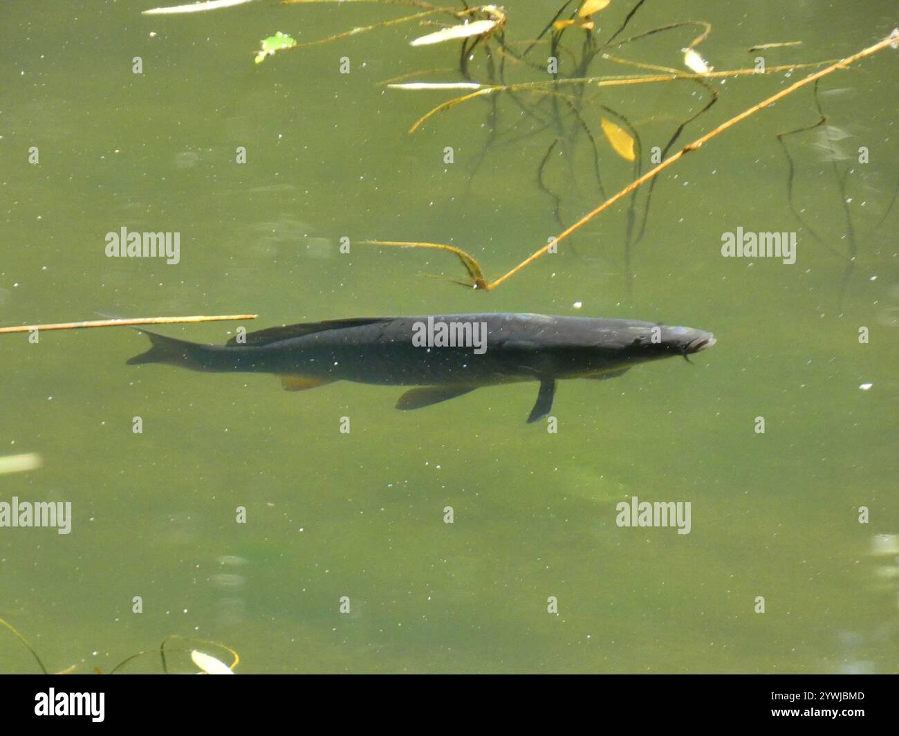 European Carp (Cyprinus carpio Stock Photo - Alamy