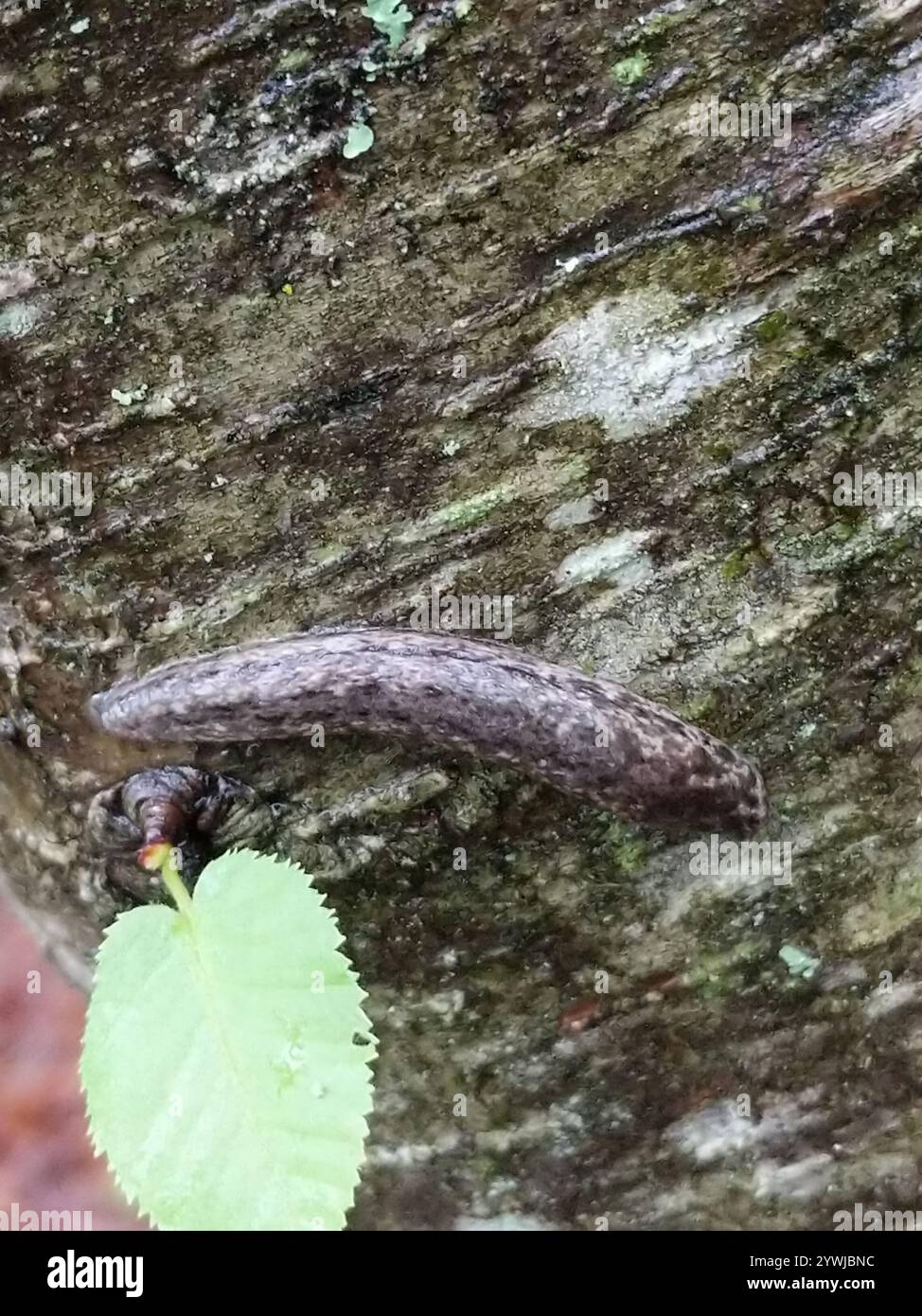 Toga Mantleslug (Philomycus togatus Stock Photo - Alamy